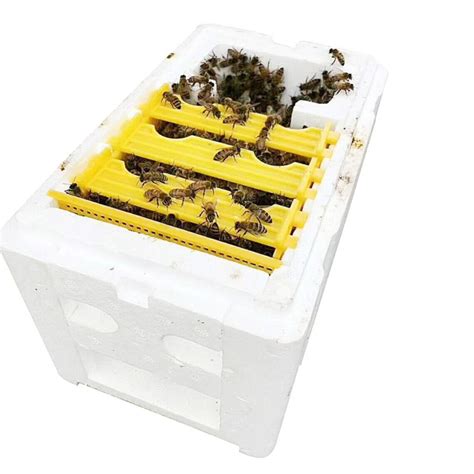 Bee Hive Beekeeping King Box Pollination Box Foam Grandado