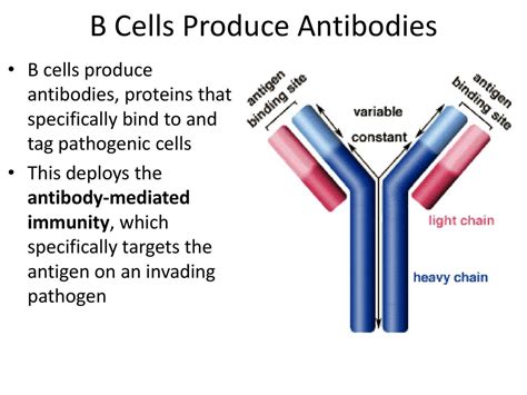 The Immune System Ppt Download