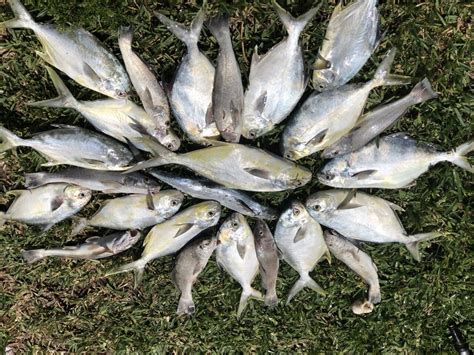 Surf Fishing The Space Coast Cocoa Beach Surf Fishing Charters