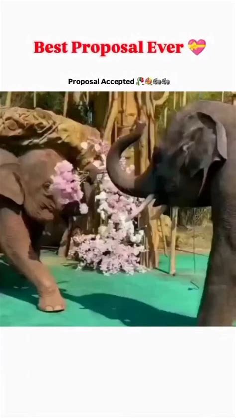 Cartoon Collection ️💯 Happy Elephant Meme Memesdaily Instagram