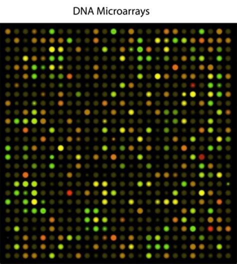 Dna Microarray Gene Expression Royalty Free Images Stock Photos Pictures Shutterstock