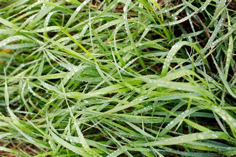 Premium Photo Full Frame Shot Of Wet Grass