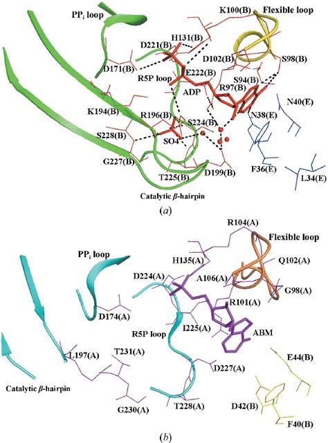 The Adp Molecule And The Sulfate Ion In The Active Site Of Subunit B Of Download Scientific