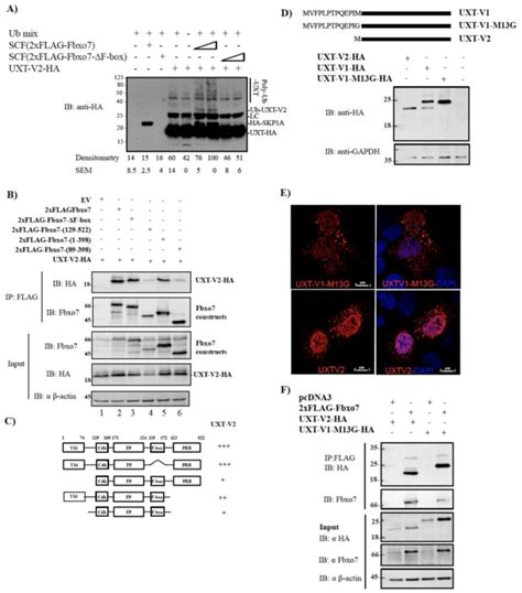 Fbxo7 Ubiquitinates Uxt V2 In Vitro And Interacts With Uxt V2 And