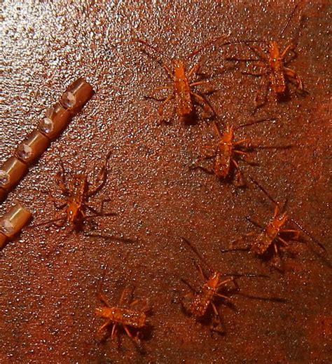 Narnia Femorata Nymphs Narnia Femorata Bugguide Net