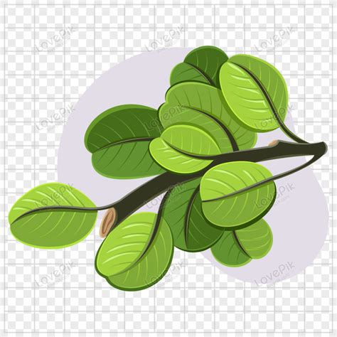 잎 벡터 일러스트 레이 션 Png 일러스트 무료 다운로드 Lovepik