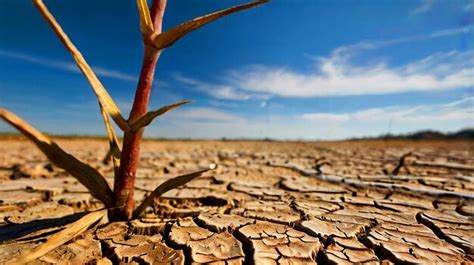 Drought White Background Premium Ai Generated Image