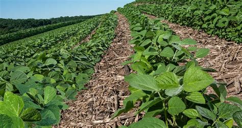 Soybean Crop Nutrition Guide Cropnuts