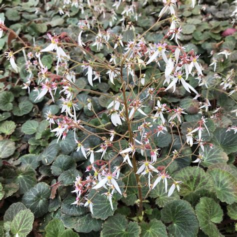 Saxifraga stolonifera - Strawberry Geranium (4.5" Pot) | Little Prince ...