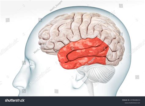 Cerebral Cortex Temporal Lobe Red Color Stock Illustration 2378448213