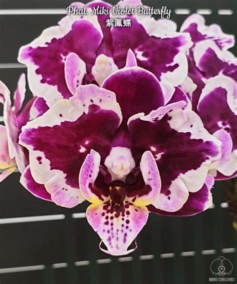 Phal. Miki Violet Butterfly (Орхідея, Підлітки фаленопсисів (роздрібні ...