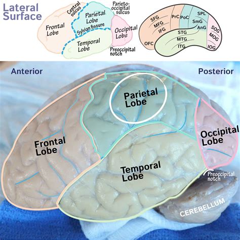 Neuroanatomy Glossary Cerebrum Parietal Lobe Ditki Medical