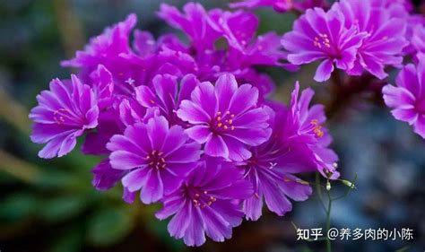 四种会开花的多肉，被它们的高颜值惊艳到了 知乎