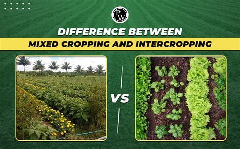 Difference Between Mixed Cropping And Intercropping