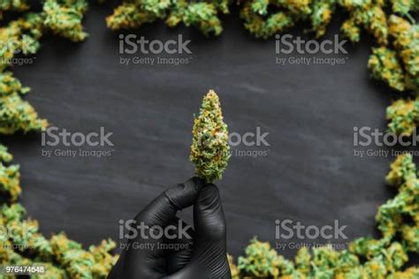 손에서 대마초의 신선한 싹 합동 손에 많은 대마초 마리화나 마리화나 신선한 새싹을 많이 Spase 복사 공간 복사 0명에 대한 스톡 사진 및 기타 이미지 Istock