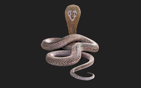 검은 배경에 고립된 알비노 킹 코브라 뱀 흰색 및 갈색 코브라 뱀의 3d 그림 프리미엄 사진