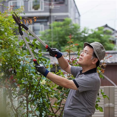 Pruning For Beginners New Homeowner S Guide The Family Handyman