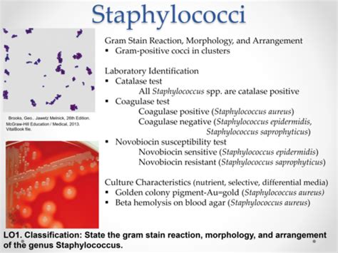 Staphylococci And Streptococci Flashcards Quizlet