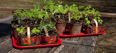 How To Know When It Is Time To Tap Maple Trees