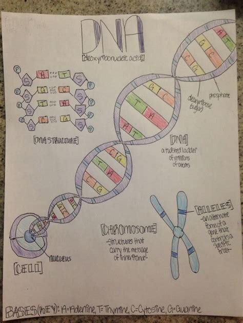Dna Structure Biology Facts Genetics Biology Diagrams
