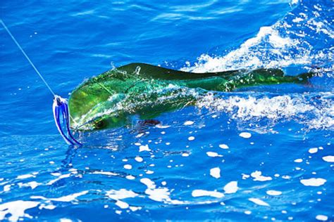 Complete Guide To Mahi Mahi Fishing Techniques And Tips Demon Sunglasses