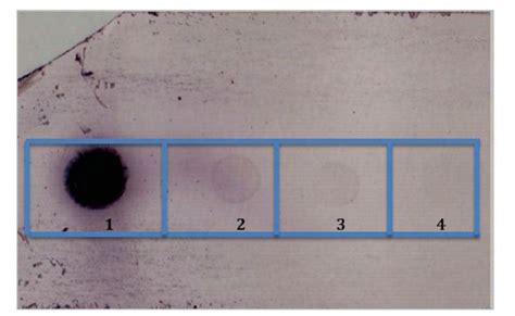 Cdna Dot Blot Analysis For Gene Expression Using Paulownia Cdnas Spot
