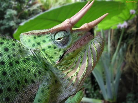 Zdjęcie: Kameleon