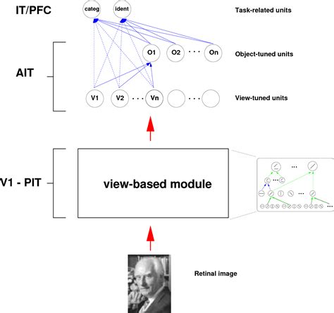 Figure 2 From Computational Models Of Object Recognition In Cortex A