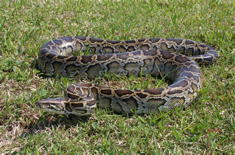Burmese Python The Biggest Animals Kingdom