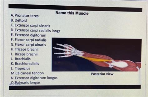 Solved A Pronator Teres B Deltoid C Extensor Carpi