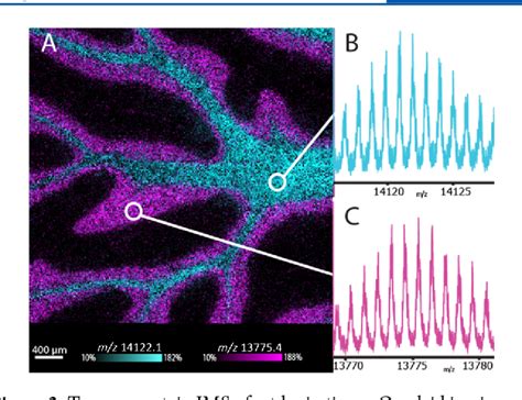 Figure 3 From Imaging Mass Spectrometry Of Isotopically Resolved Intact Proteins On A Trapped