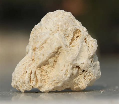 Fossiliferous Limestone Formation Properties Uses Geology Science