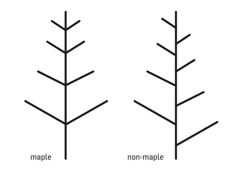 10 Native Types Of Maple Trees In Canada