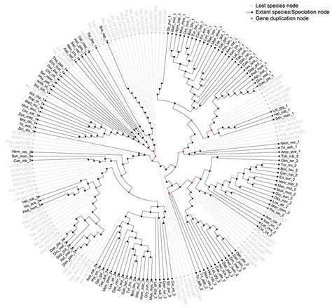 Most Parsimonious Reconciliation Between Eukaryotic S18 Consensus Gene Download Scientific