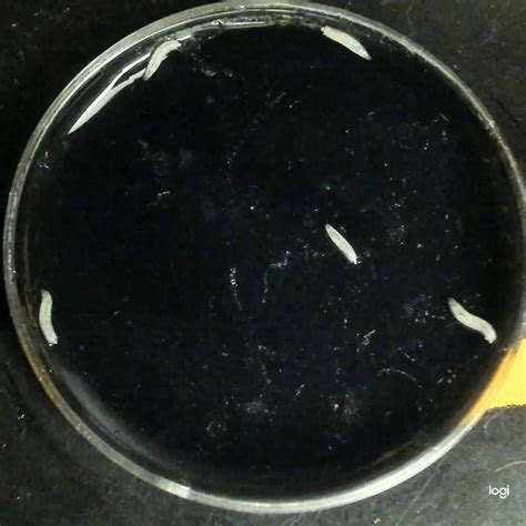 Larvae Instance Segmentation Dataset By Urop Programs