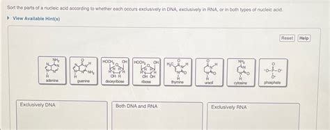 Solved Sort the parts of a nucleic acid according to whether | Chegg.com