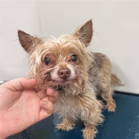Dog For Adoption Tiny Tim Juno A Yorkshire Terrier In Batavia Oh