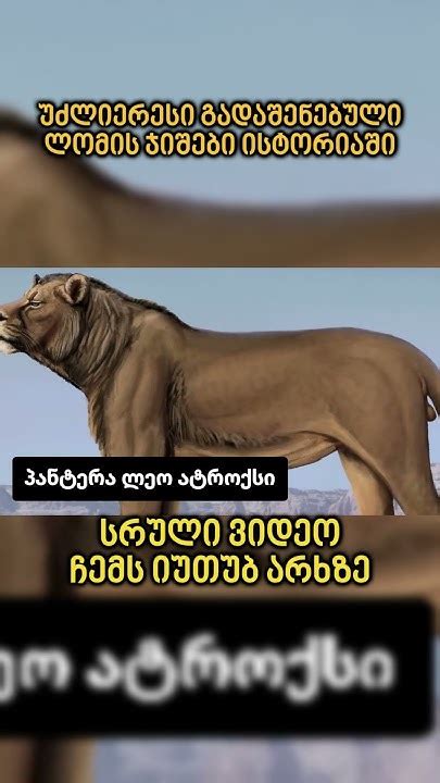 6 უძლიერესი ლომის გადაშენებული ჯიში ისტორიაში Shorts Youtube