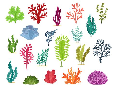 수중 해초 식물 수족관과 해조류 프리미엄 벡터