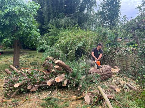 Tree Surgeon Best Gardening Landscaping
