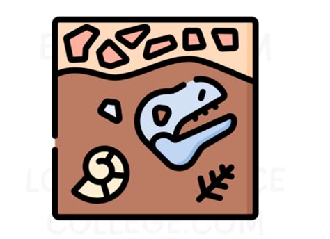 Fossils Flashcards Quizlet