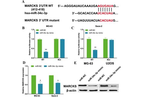 Mir‑34c‑3p Acts As A Tumor Suppressor Gene In Osteosarcoma By Targeting Marcks