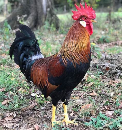 Brown Leghorn Chicks