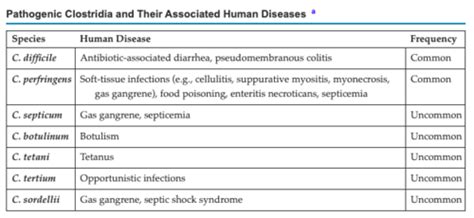 Micro 30: Clostridium Flashcards | Quizlet