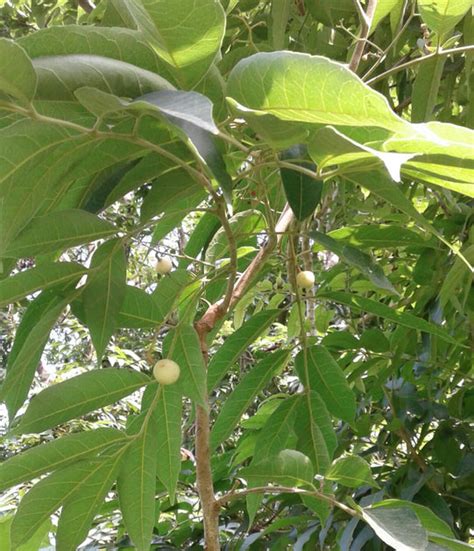 Protium Serratum Indian Frankincense 10 Seeds