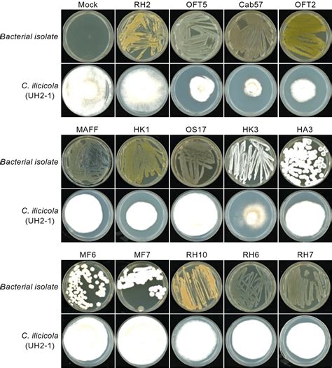 Suppressive Effects Of Endophytic And Rhizosphere Bacteria On