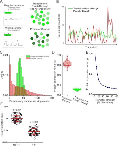 Fig S2 Sparse Labeling With Translational Read Through Gives Rise To