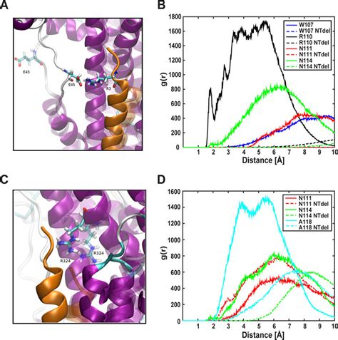 Md Simulations Of Serca Interaction With Native Sln And Sln Ntdel