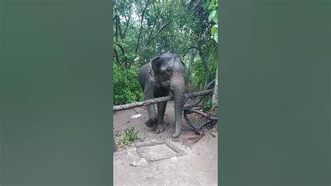 Kabaliththa දේවාලය Youtube