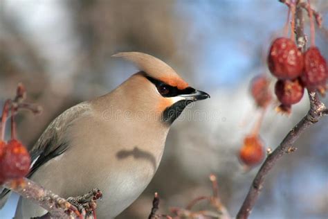Bird Feeders For The Winter Months Backyardpatiolife